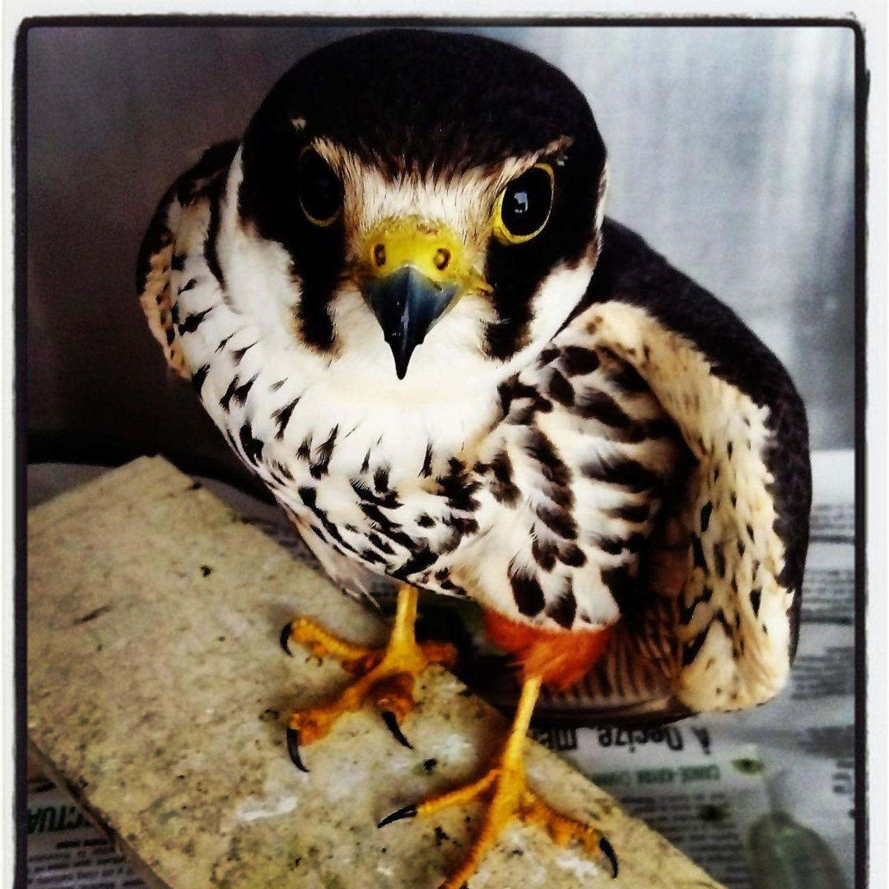 Faucon Hobereau - Le Marché Super